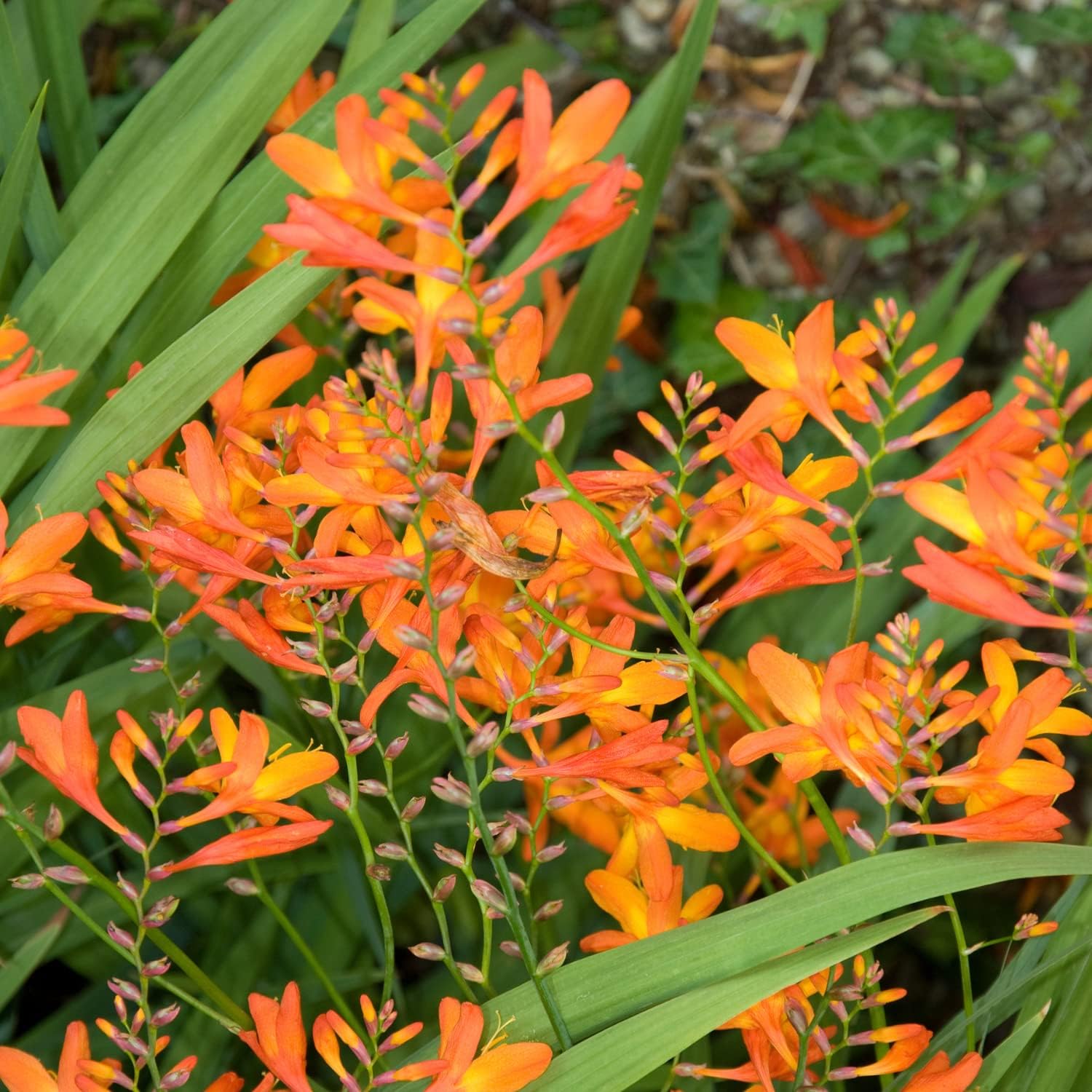 Amazon.com : 15 Orange Crocosmia Lucifer Bulbs for Planting Perennials ...