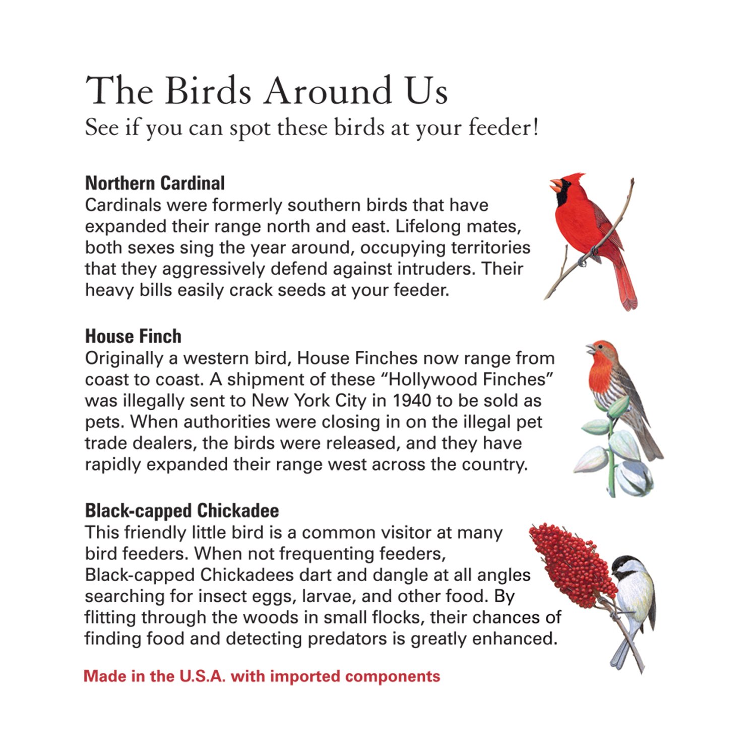 Snapklik.com : MAG1 Magnum Sunflower Screen Feeder