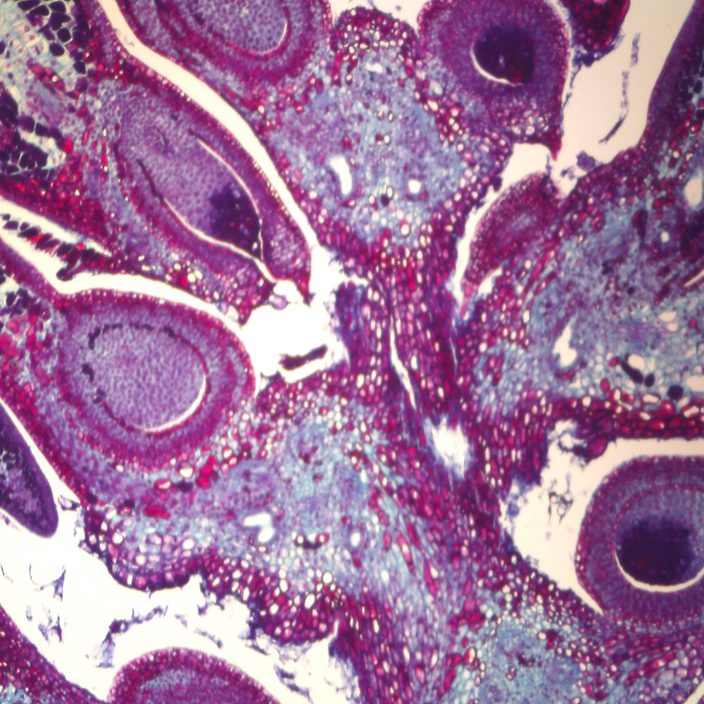Pinus Ovulate Cone Labeled