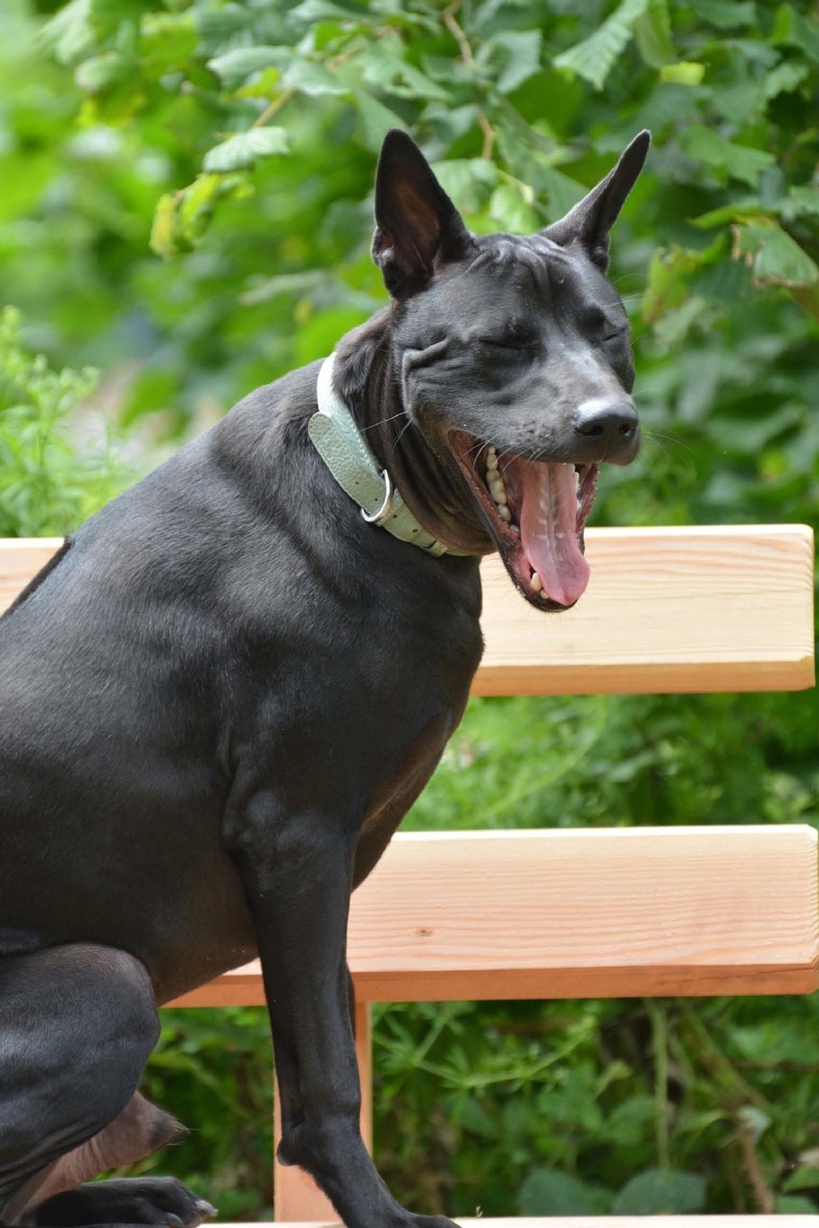 Can A Thai Ridgeback Live In Indonesia