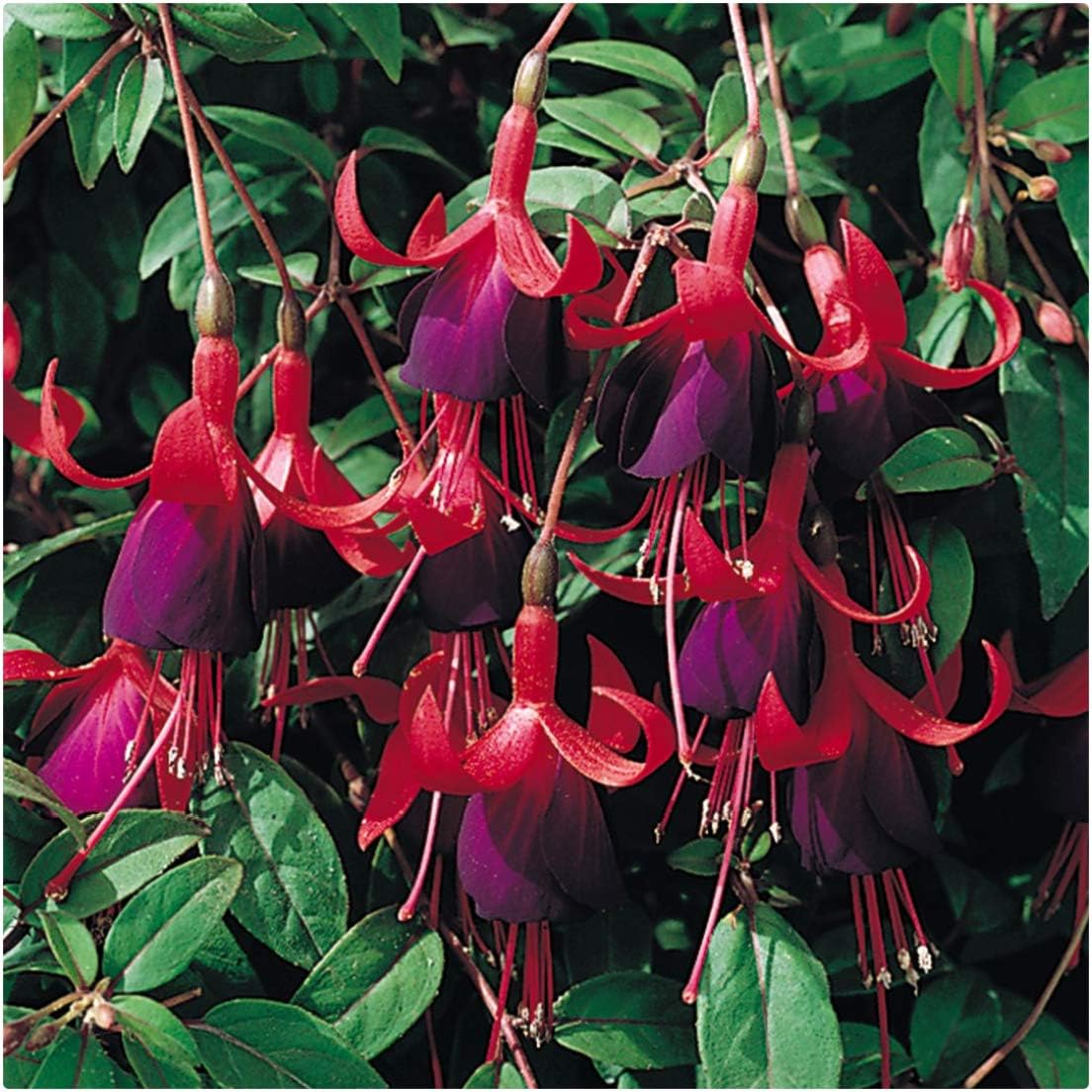 Fuchsia 'Brutus' Hardy Shrub Fuchsia x 5 Plug Plants by Growtanical ...