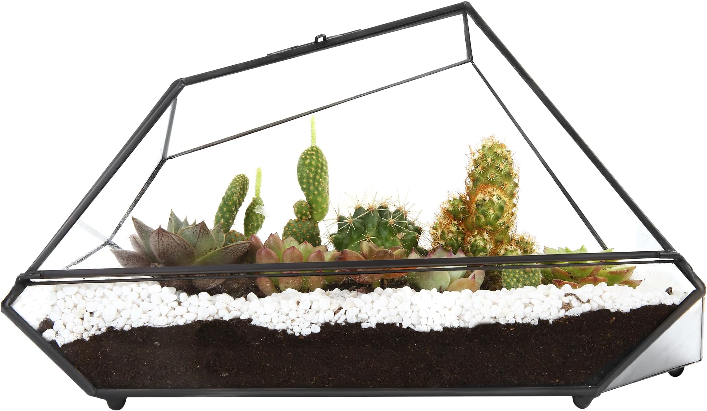Amazon.com: LumenCraft Large Tall Plant Terrarium Kit - 13"x5.5"x7.2 ...