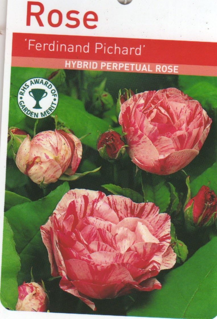 FERDINAND PICHARD SHRUB ROSE SCENTED : Amazon.co.uk: Garden