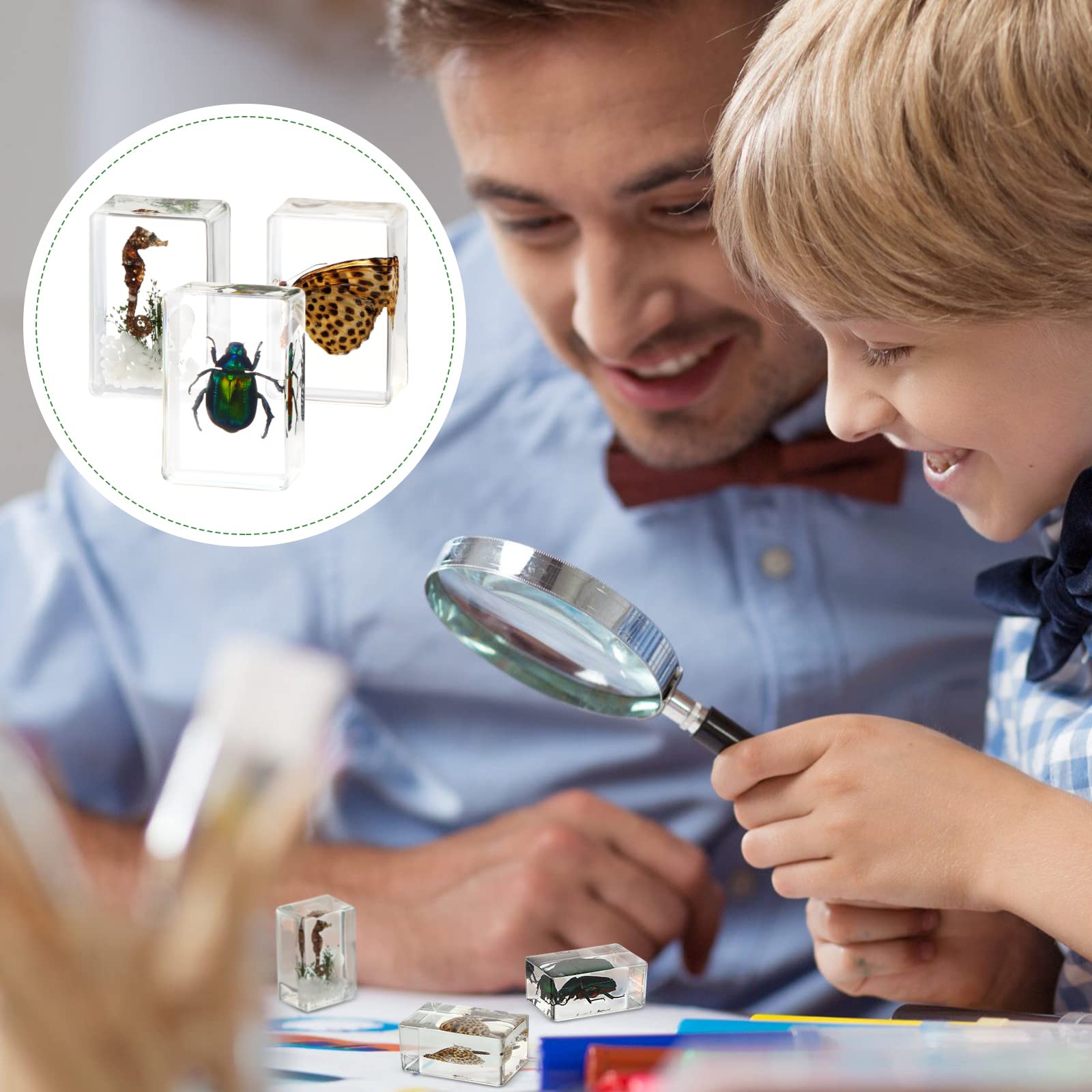 Snapklik.com : 20 Pcs Insect In Resin Bug Preserved Specimen Collection ...