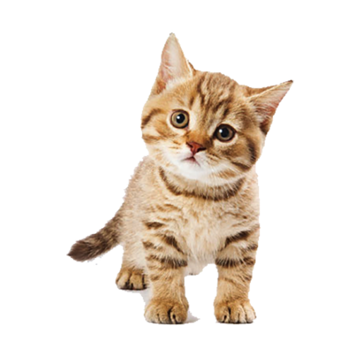 Cat Sounds - App on Amazon Appstore