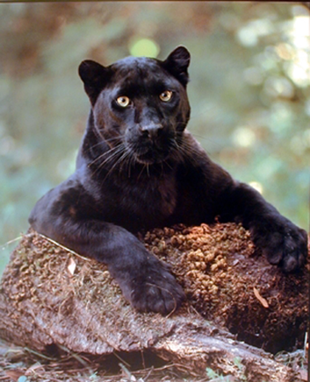 Black Puma Cat Animal