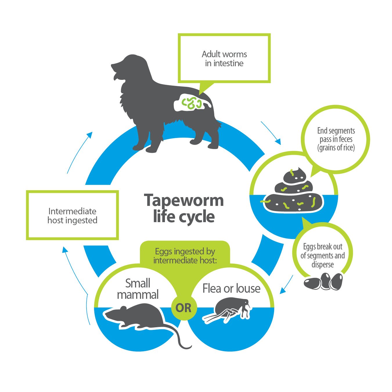 What Is The Life Cycle Of Roundworms In Dogs