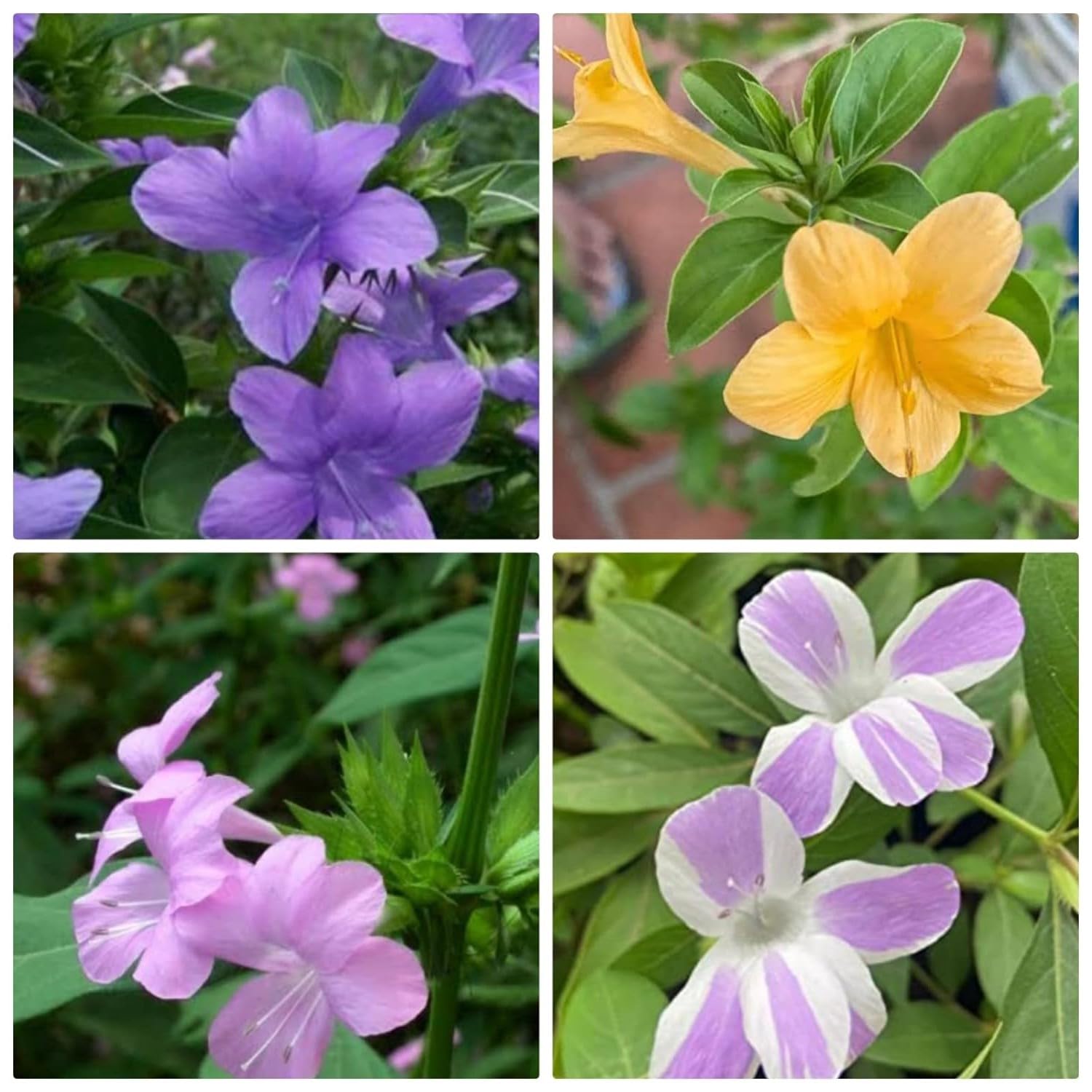 Guruji Plantation Barleria cristata December Flower Plants Combo of 4 ...