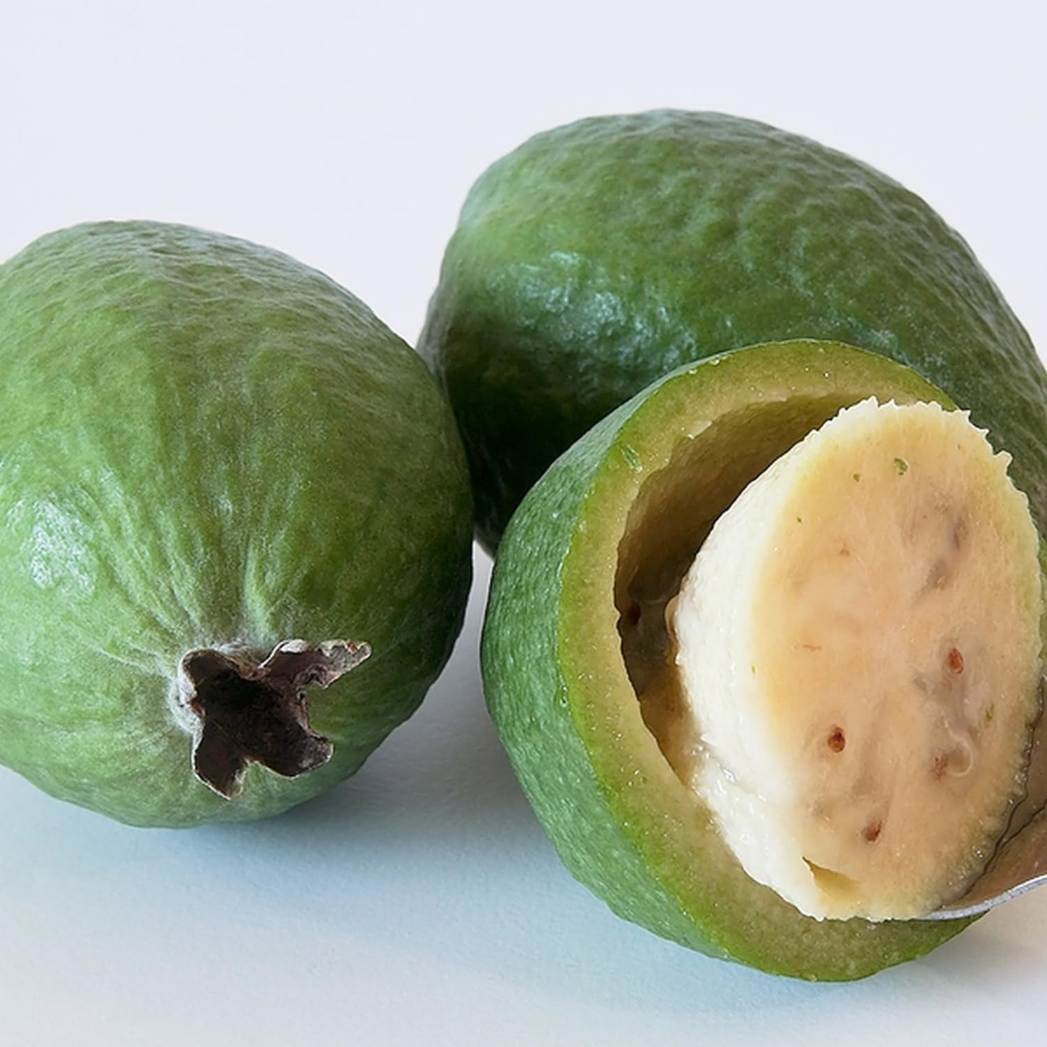 Amazon.com: 2 árboles de guayaba de piña, planta de guayaba viva para ...