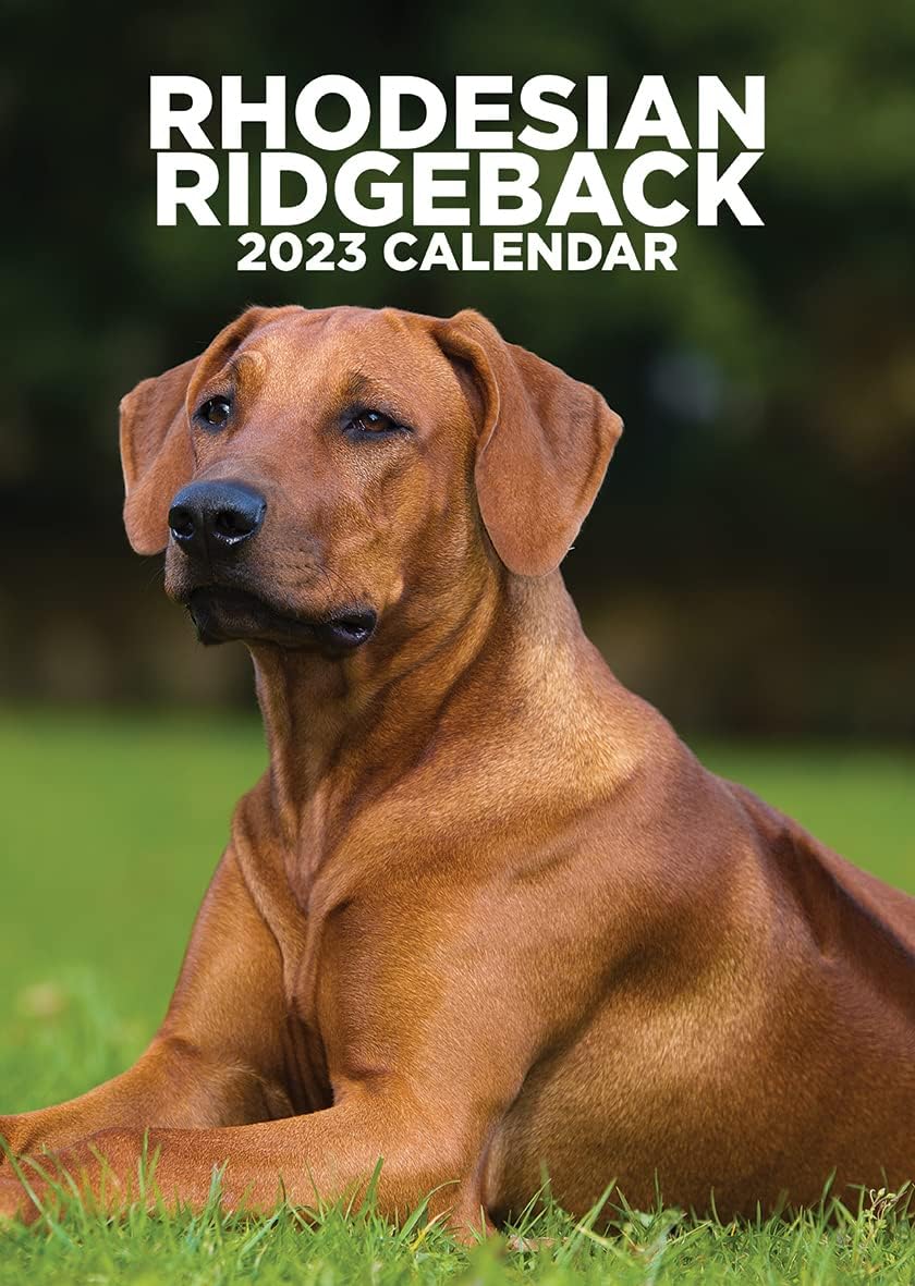 RHODESIAN RIDGEBACK 2023 Calendar : Amazon.co.uk: Stationery & Office ...