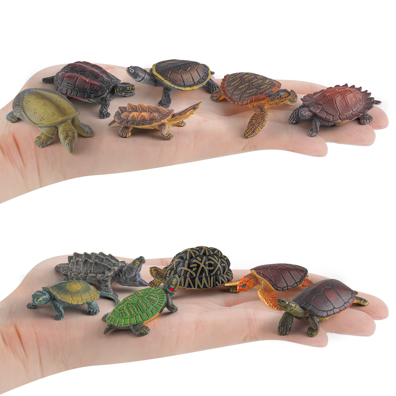 Box Turtle Toys