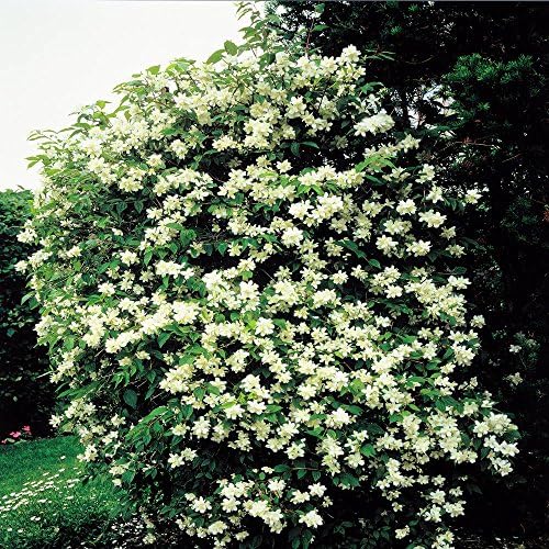 Philadelphus Virginal | Mock Orange | 2 Litre Pot | Shrubs | Plant ...