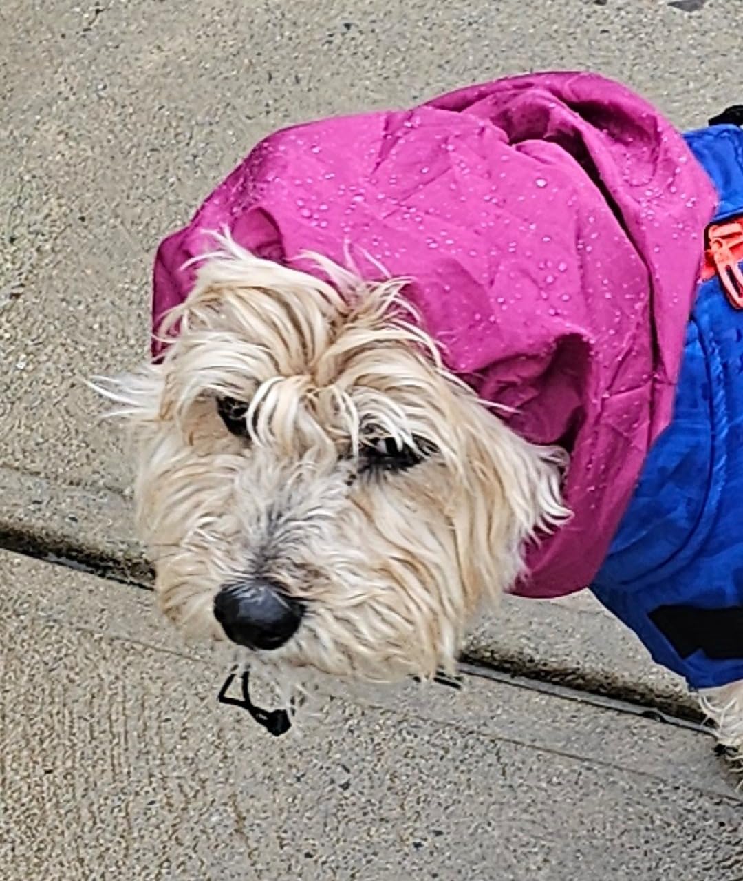 Amazon.com : Paterr 2 Pcs Waterproof Dog Shower Cap Dogs Snood 11.81 ...