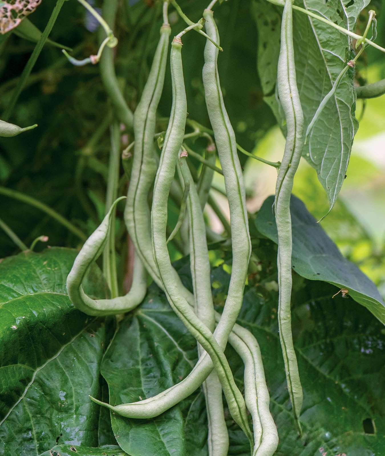 Amazon.com: Haricot Verts Petite Filet- Green Bean Seeds- 30+ Seeds by ...