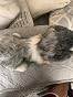 Amazon.com: Douglas Sinclair Australian Shepherd Dog Plush Stuffed ...