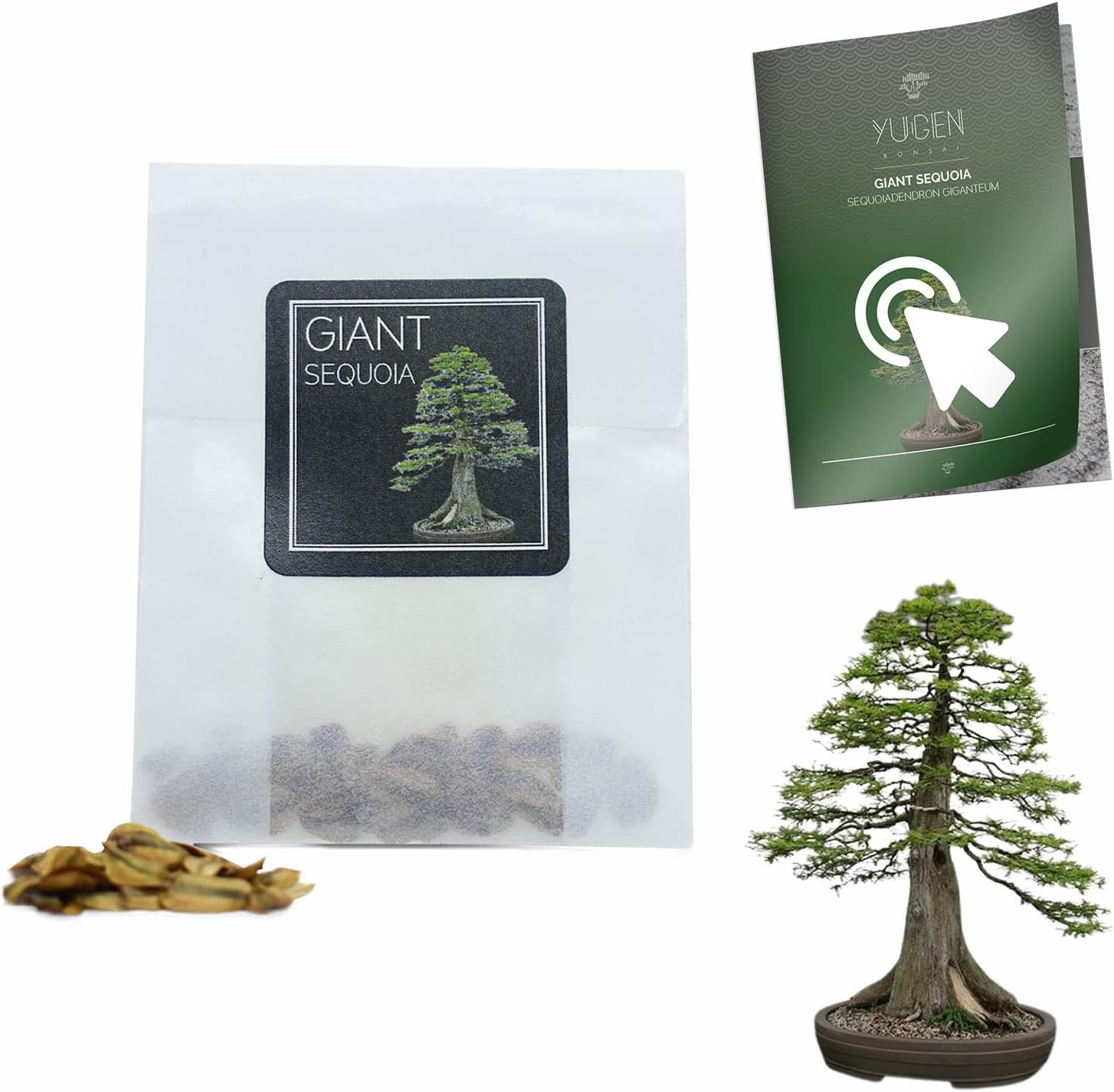 30 Giant Sequoia Bonsai Seeds | Sequoiadendron Giganteum | Growing ...