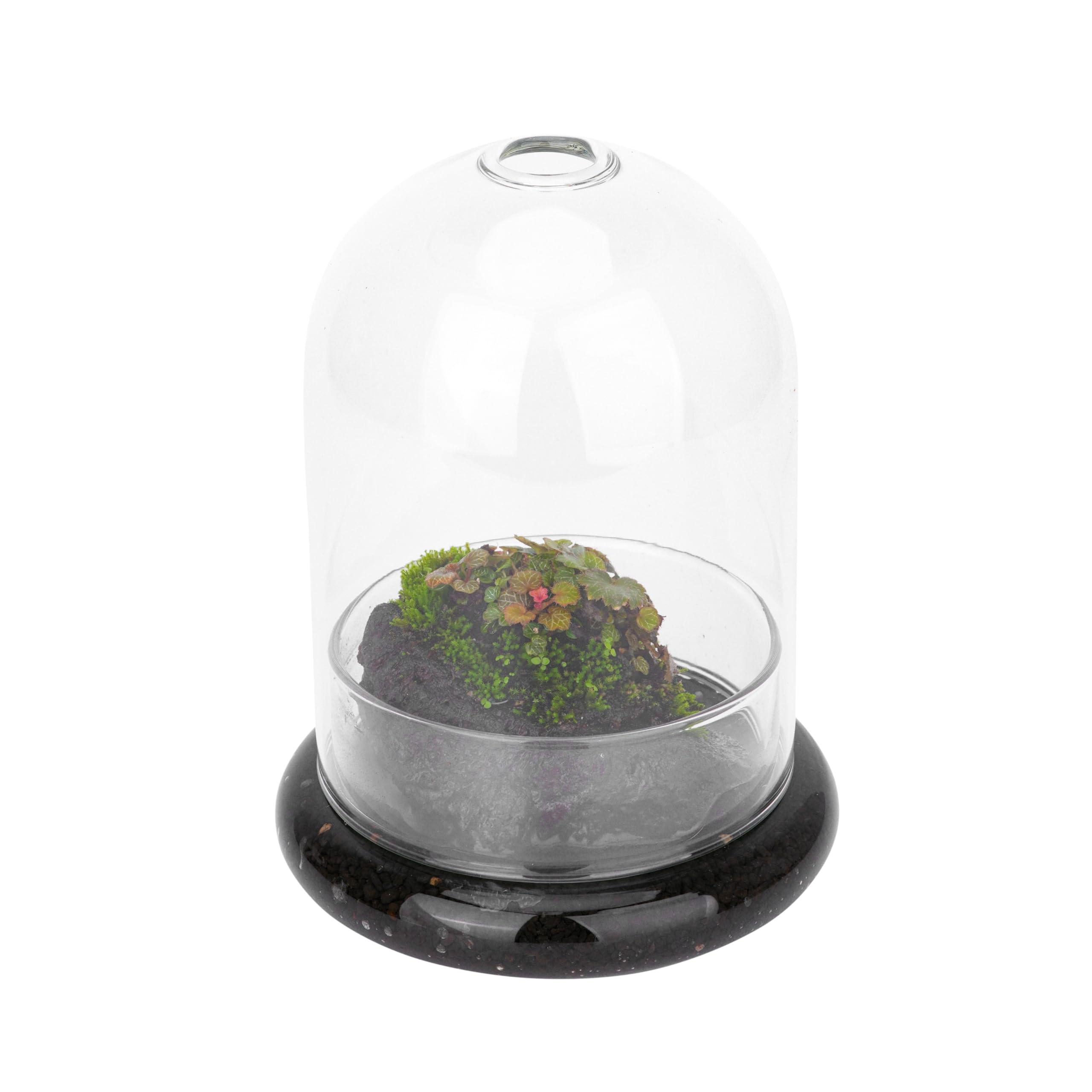 Amazon.com: VULCABESO Small Glass Dome with Base and Air Hole - 4.7 x 4 ...