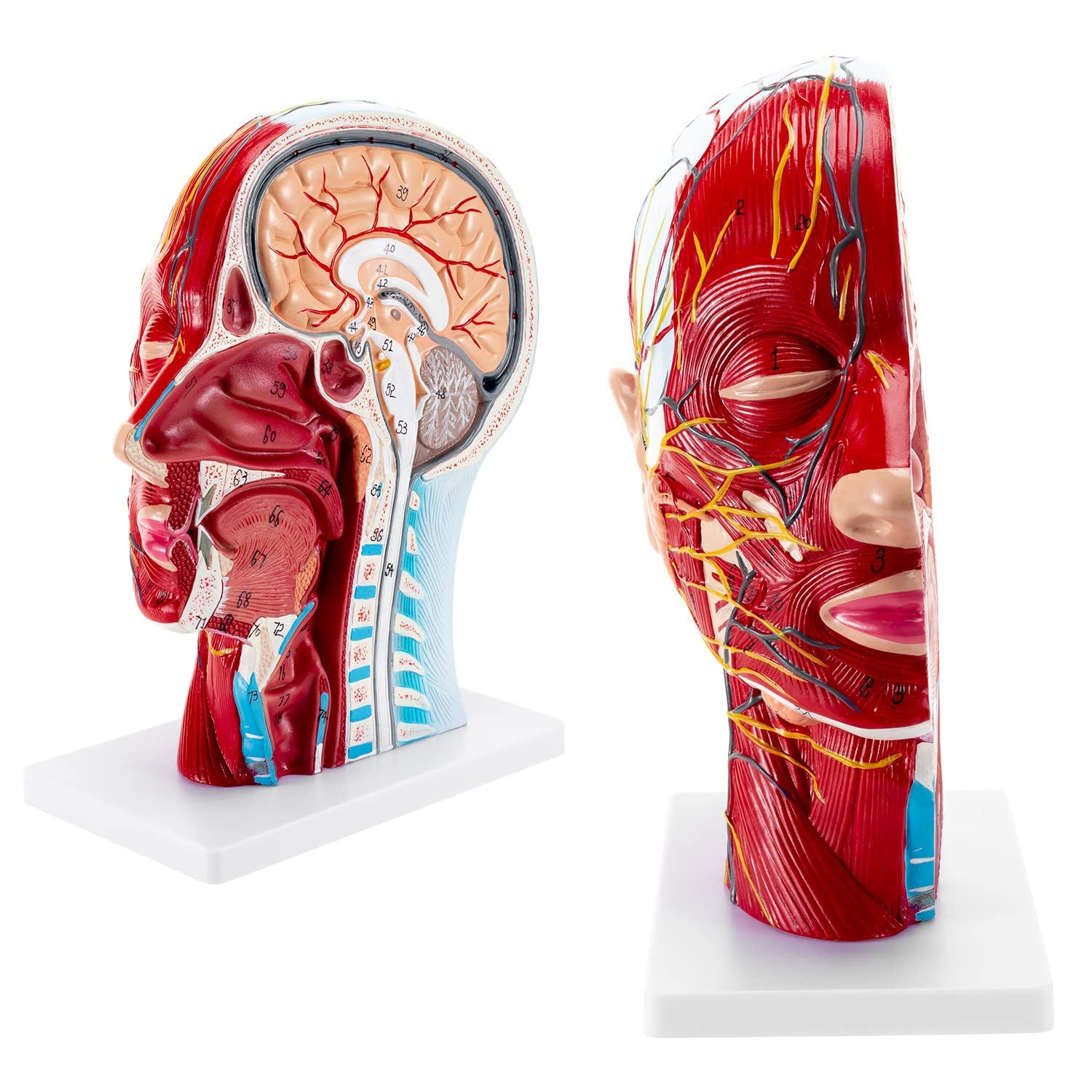 Buy UIGJIOG Face Head Muscle Model Head Anatomical Nasal Cavity Throat ...