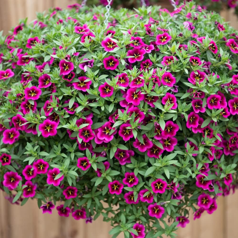 Calibrachoa 'Cabaret Good-Night-Kiss' Million Bells Outdoor Hanging ...