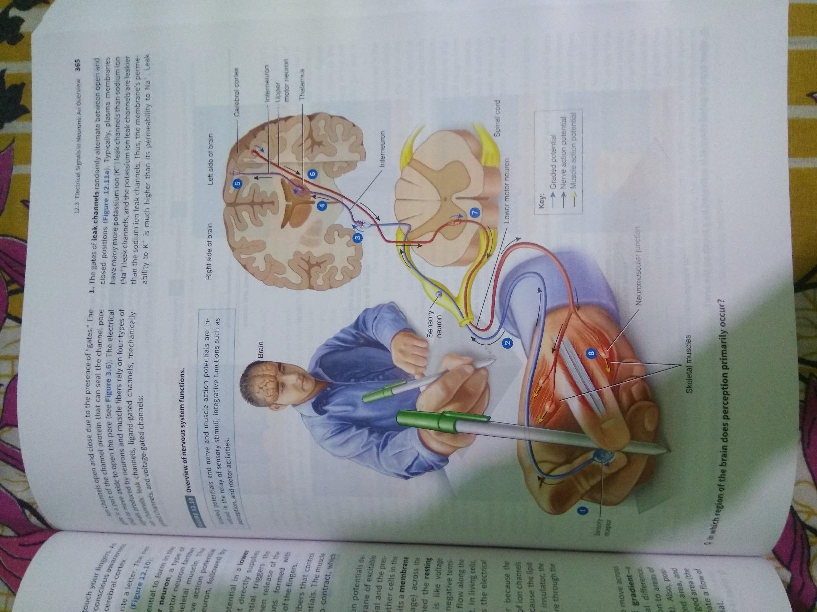 Buy Tortora's Principles of Anatomy and Physiology Book Online at Low ...