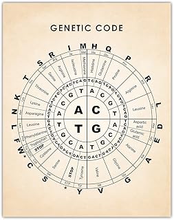 The Genetic Code: Proteins' Blueprint | MedShun