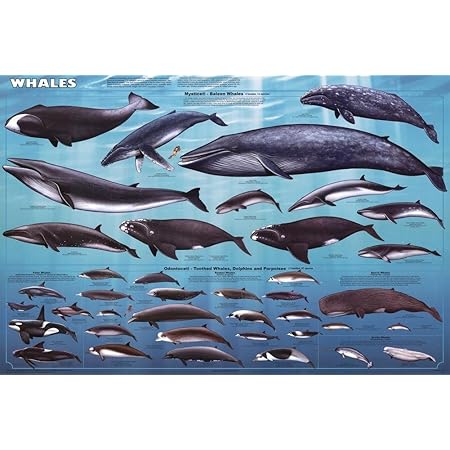 Amazon.com: Laminated Whales Educational Chart Mammals Ocean Classroom ...