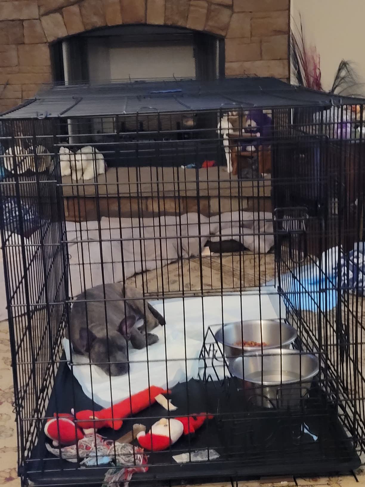 $16/mo - Finance 48 inch Dog Cage Large XXL Dog Crates for Large Dogs ...