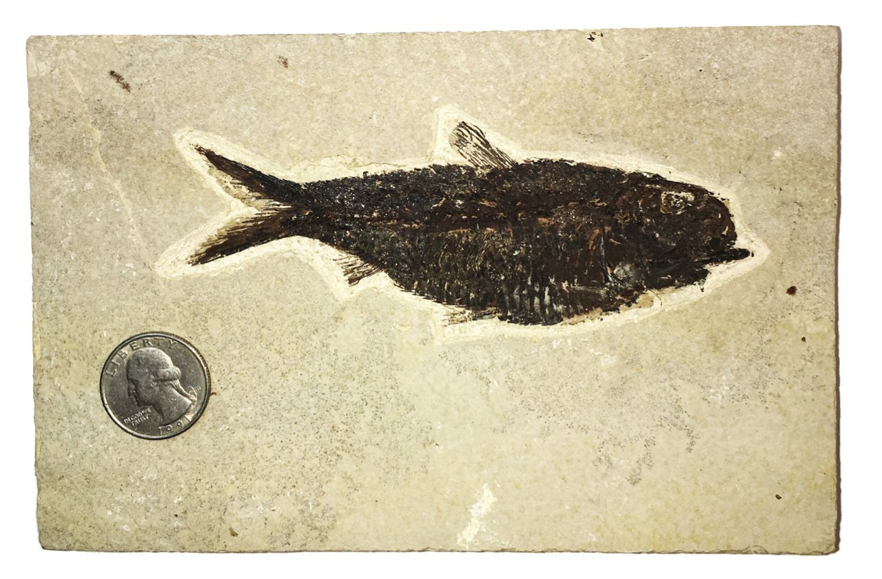 Fish Fossils