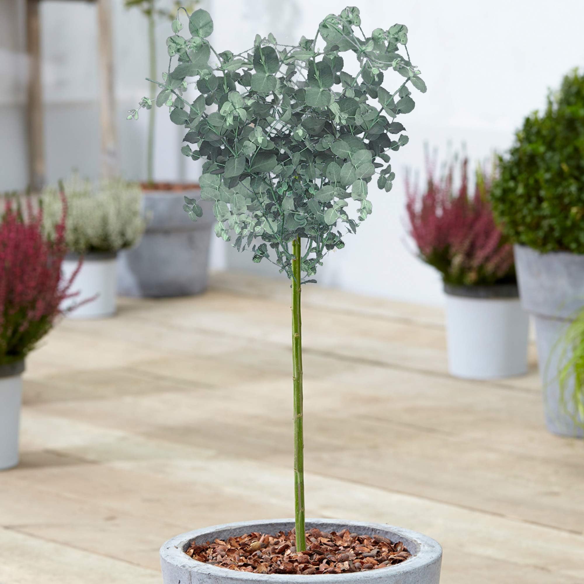 Plant Theory Tree Cider Gum Eucalyptus Gunnii Shrub Plant 2L Pot ...