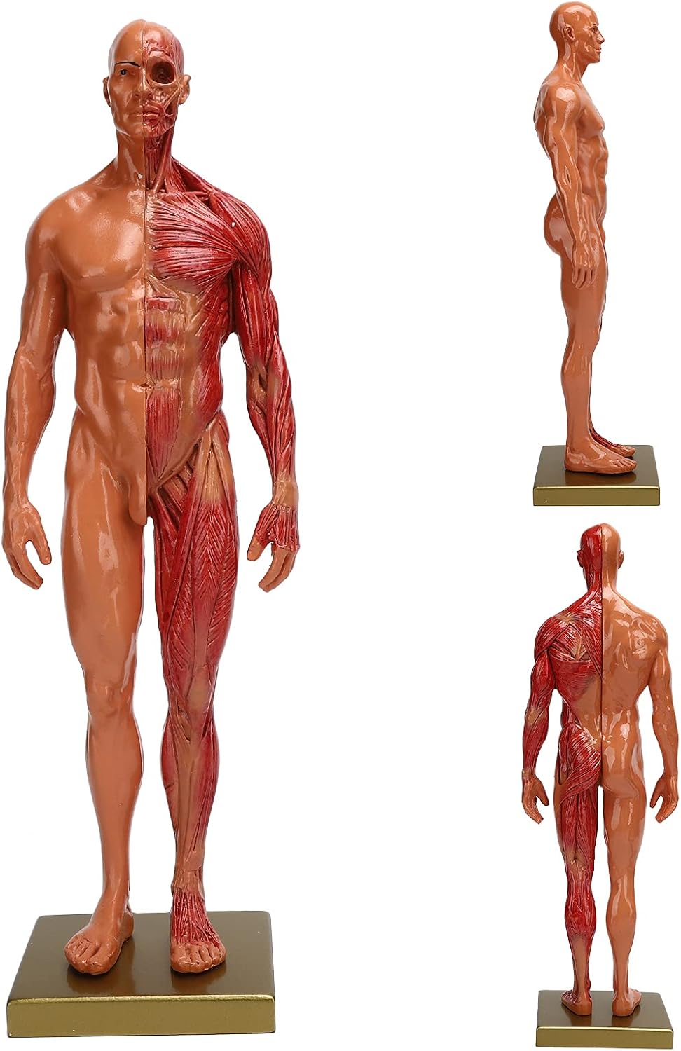 YUYTE 30cm Human Body Model With Anatomical Australia Ubuy yuyte-30cm-human-body-model-with-anatomical-australia-ubuy