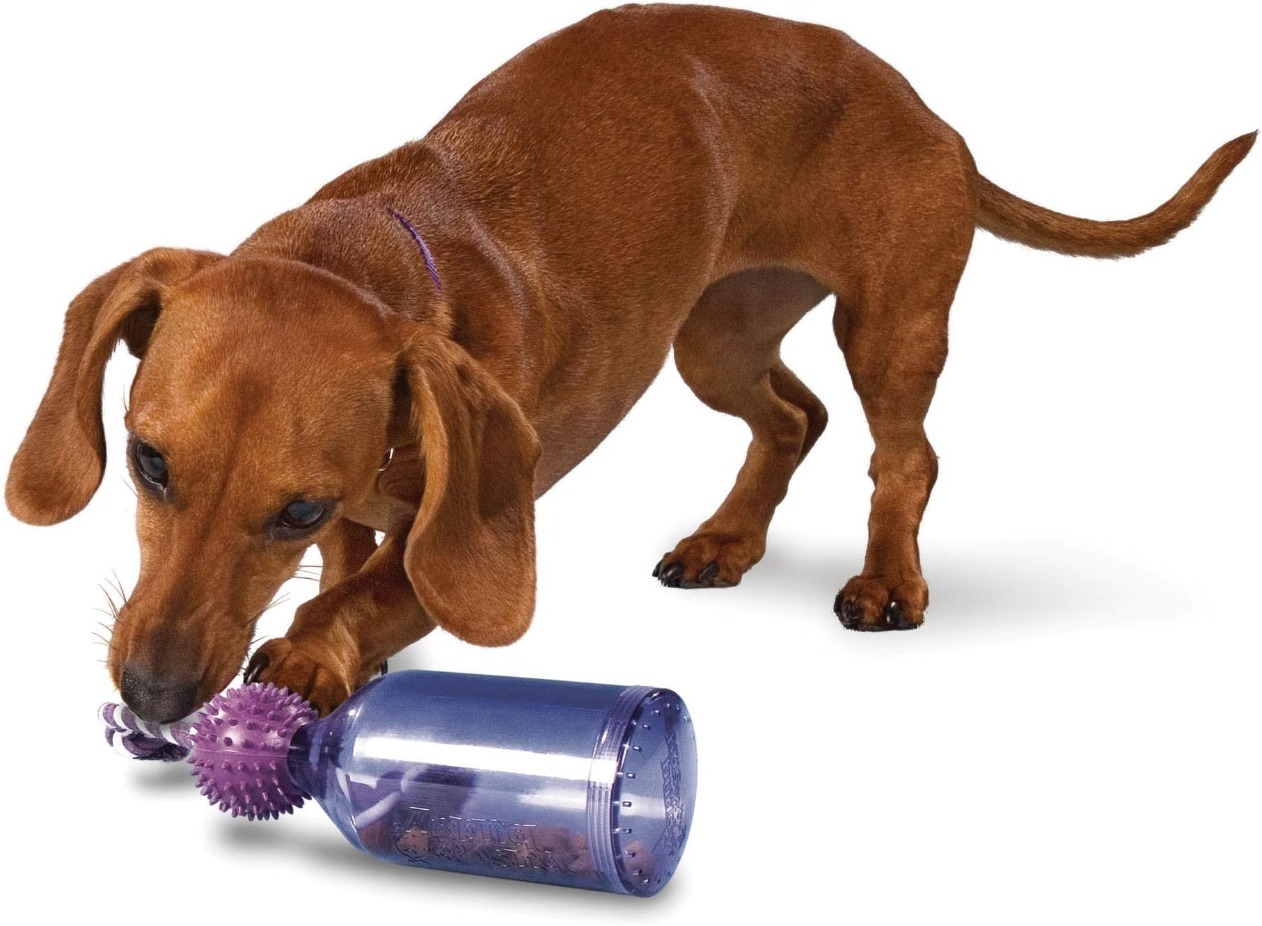 Pet Supplies : PetSafe Sportsmen Kibble Nibble Feeder Ball Pet Chew Toy ...