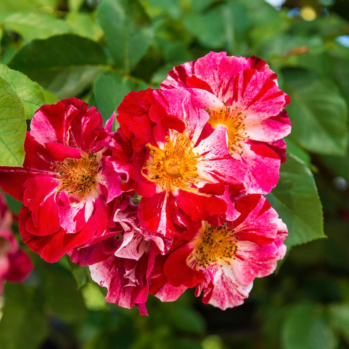 Amazon.com : BRECK'S - Fourth of July Dormant Bare Root Climbing Rose ...