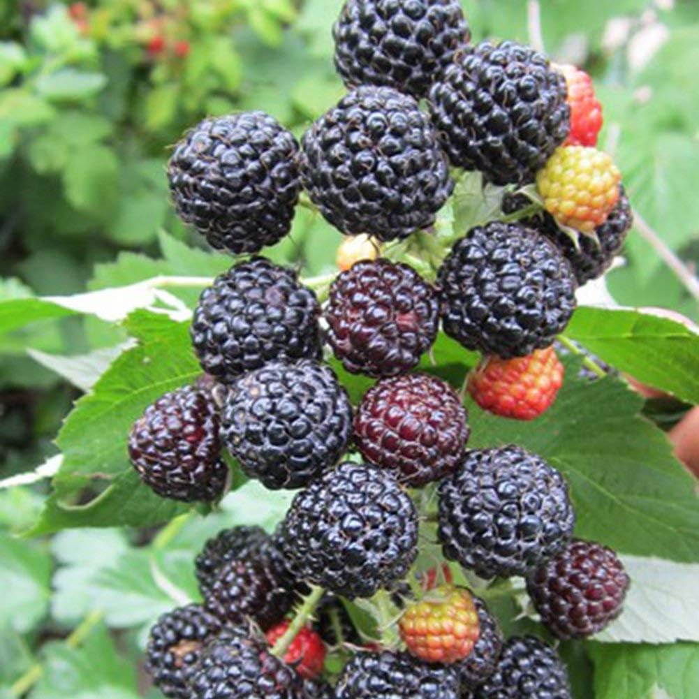 Amazon.com: Bluelans Raspberry Fruit Plant Seeds 50 Pcs Rare Delicious ...