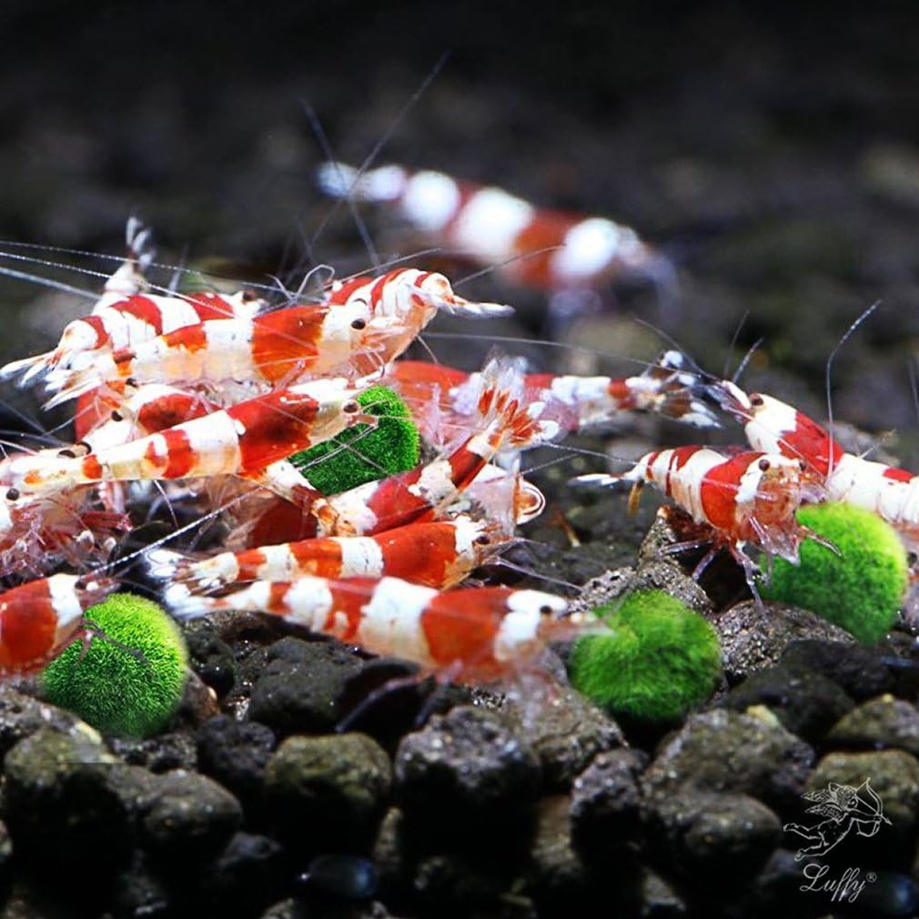 Nano Marimo Moss Balls (0.4” Each), Provide Essential Nutrients, Clears ...