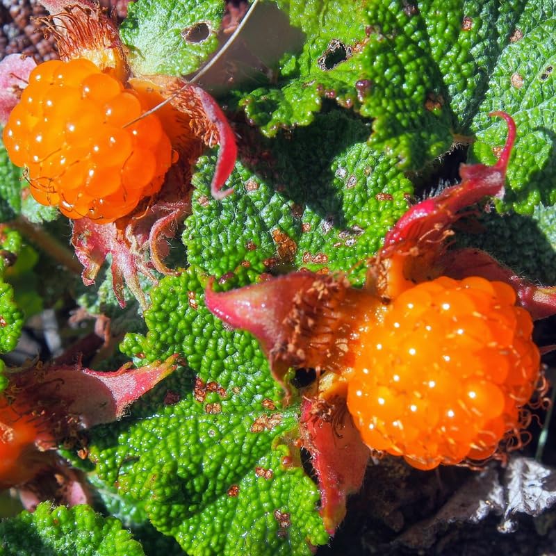 Amazon.com : Creeping Raspberry Plant Live for Planting, Raspberry ...