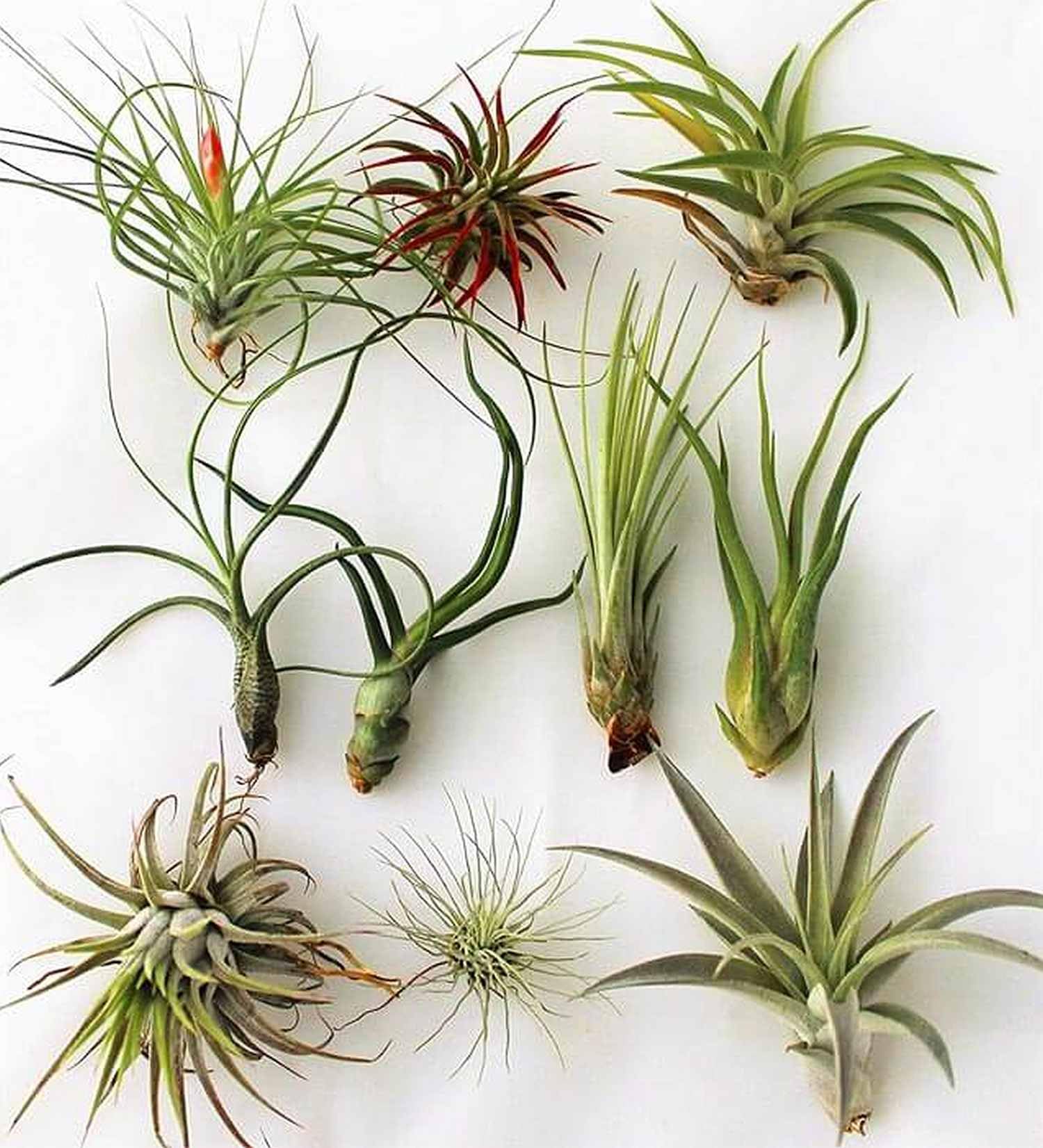 5 Tillandsia Mix Plus 1 Extra, Air Plants : Amazon.co.uk: Garden