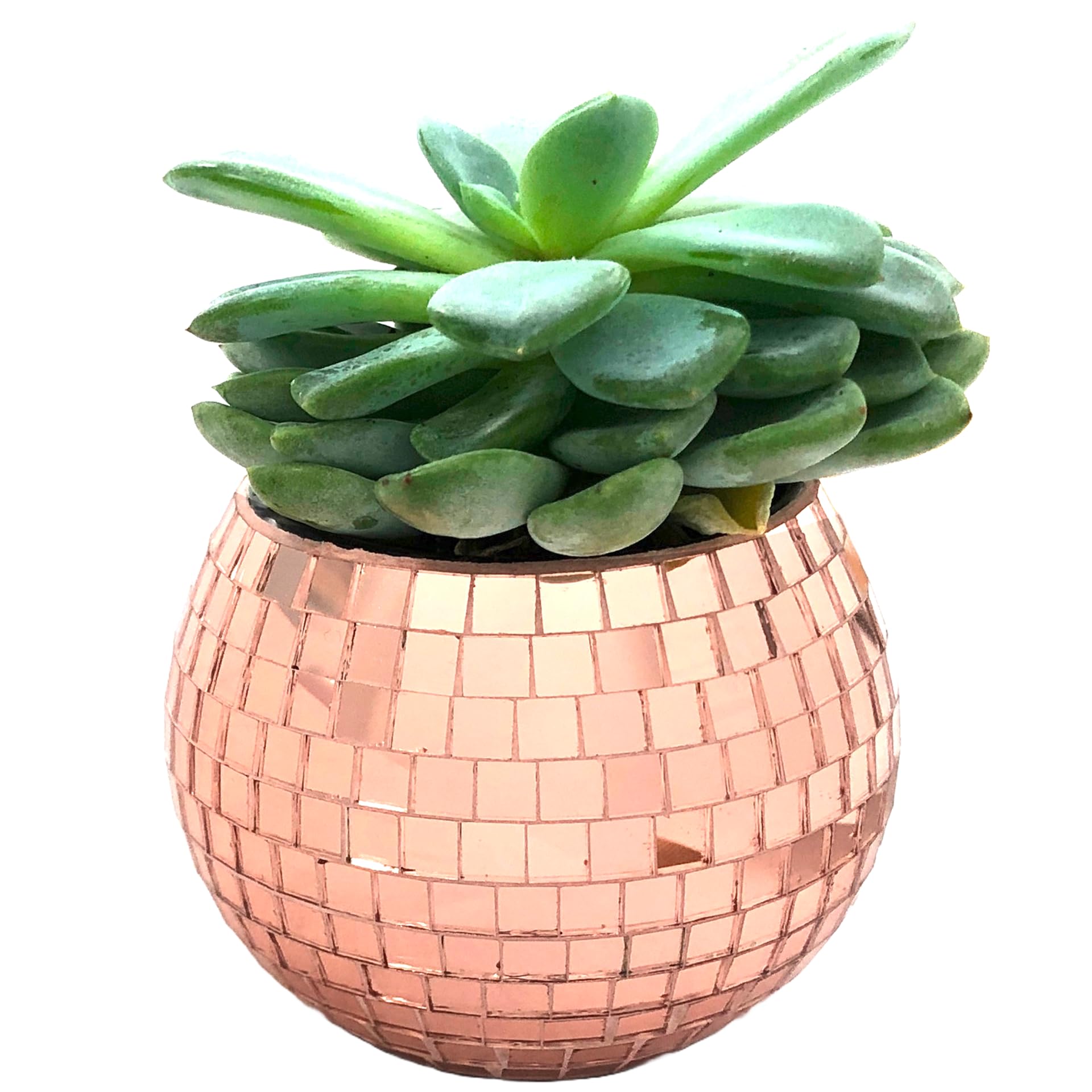Amazon.com : BusyPet Mini Disco Ball Planter (Rose Gold Color) Mini ...