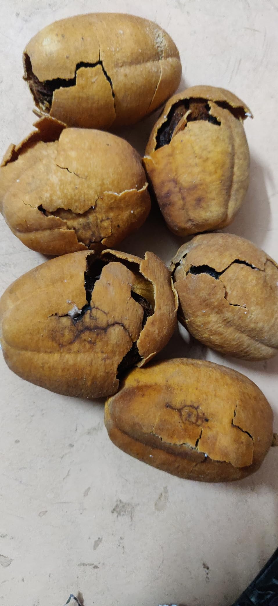 RUKDA Dried Hingot Fruit - Balanites Roxburghii - Desert Date ...