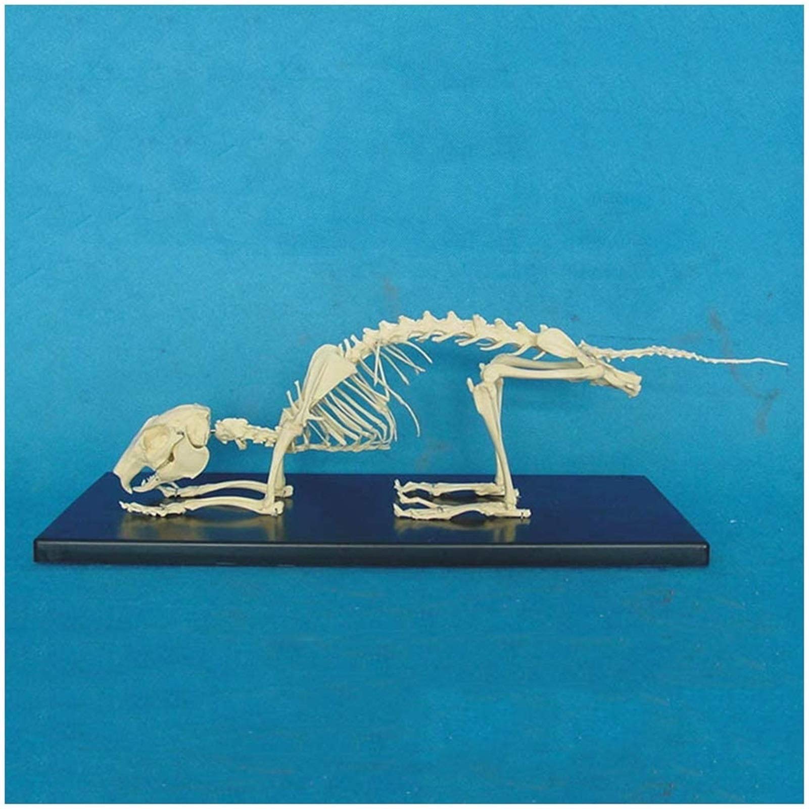 Buy Animal Skeleton Anatomy Anatomical Model - Rabbit Skeleton Model ...