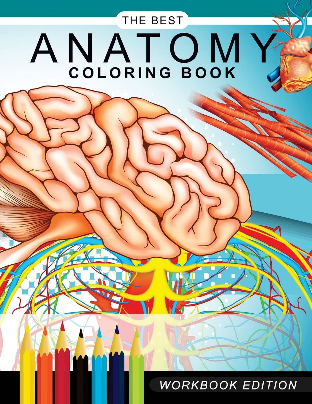 Amazon.com: Anatomy coloring book: Muscles and Physiology Workbook ...