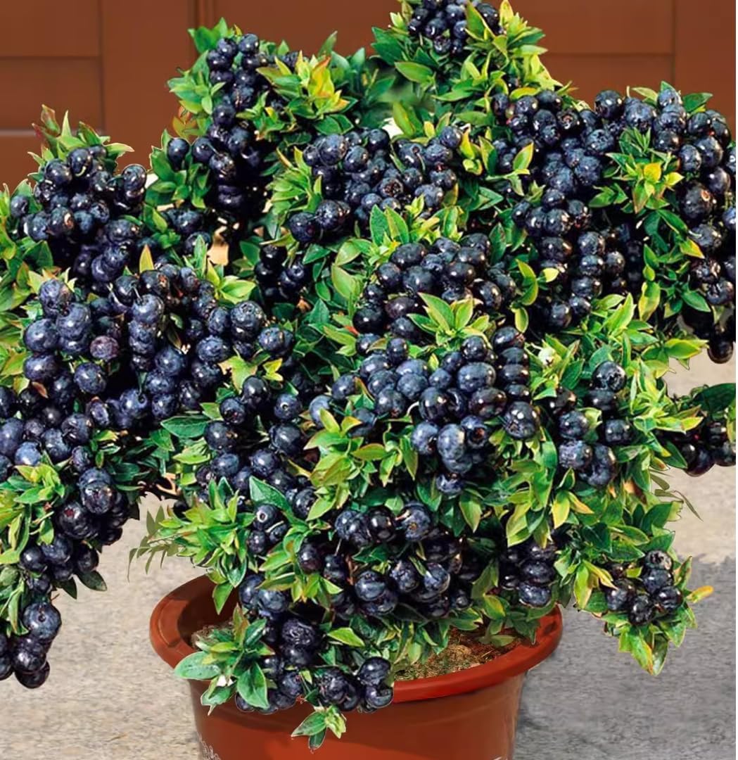 Amazon.com : 3 Black Huckleberry Bushes, Sweet Huckleberries Trees Live ...