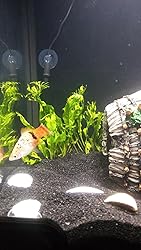 Amazon.com: Java Fern Windelov Tropical Live Aquarium Plants Freshwater ...
