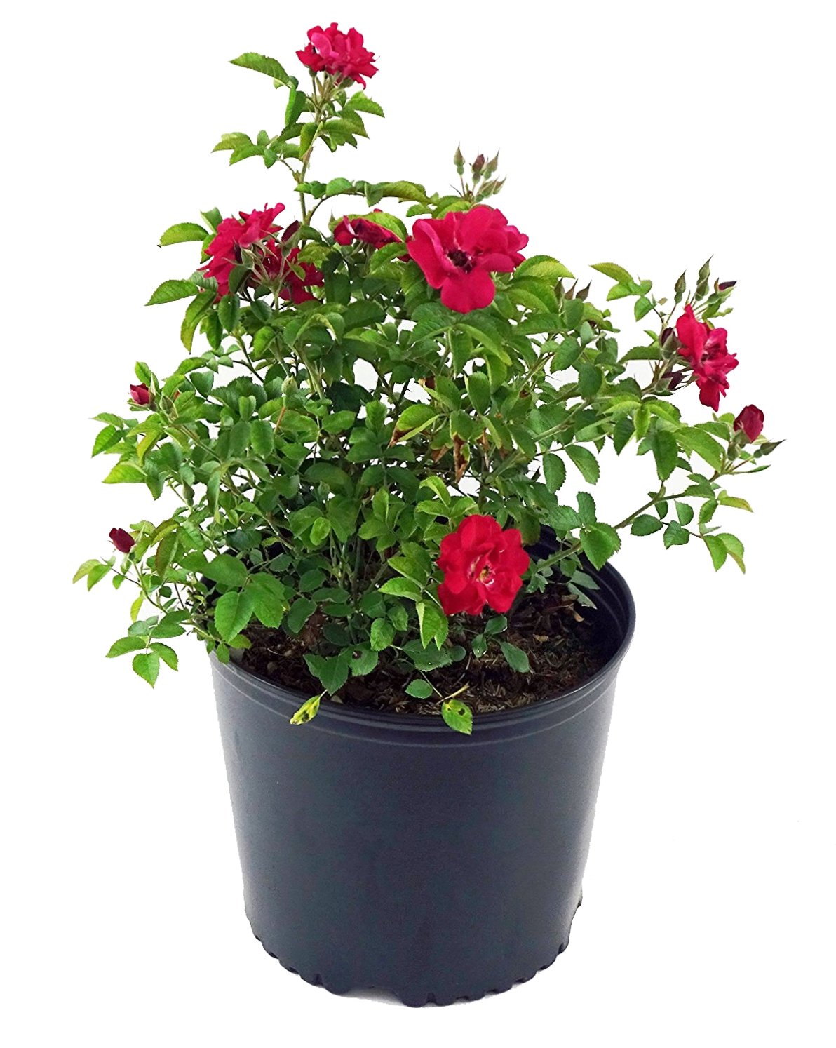 Dark Red Blaze Climbing Rose