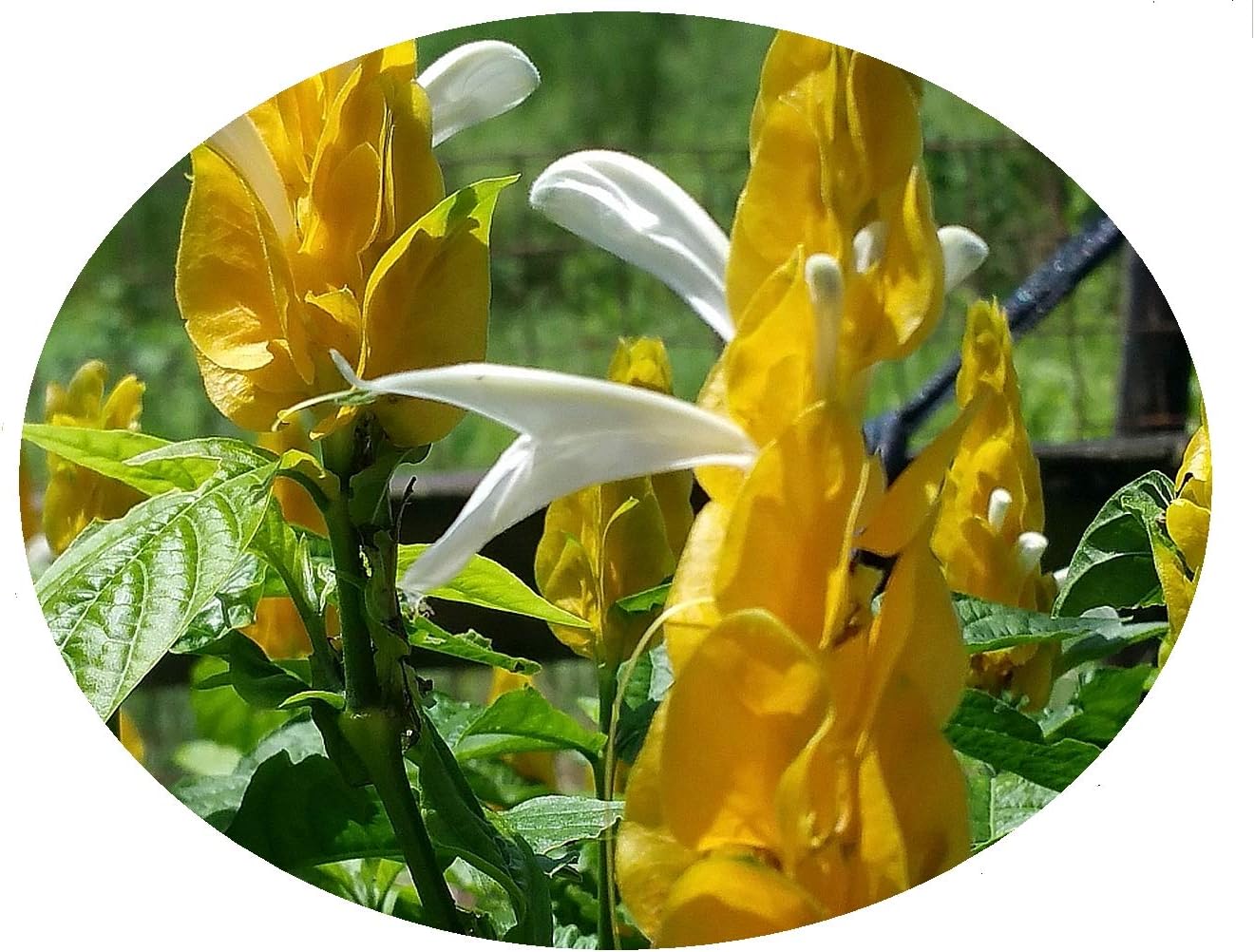 Amazon.com : 2 Shrimp Live Plants, Yellow Shrimp Plant Live, Justica ...