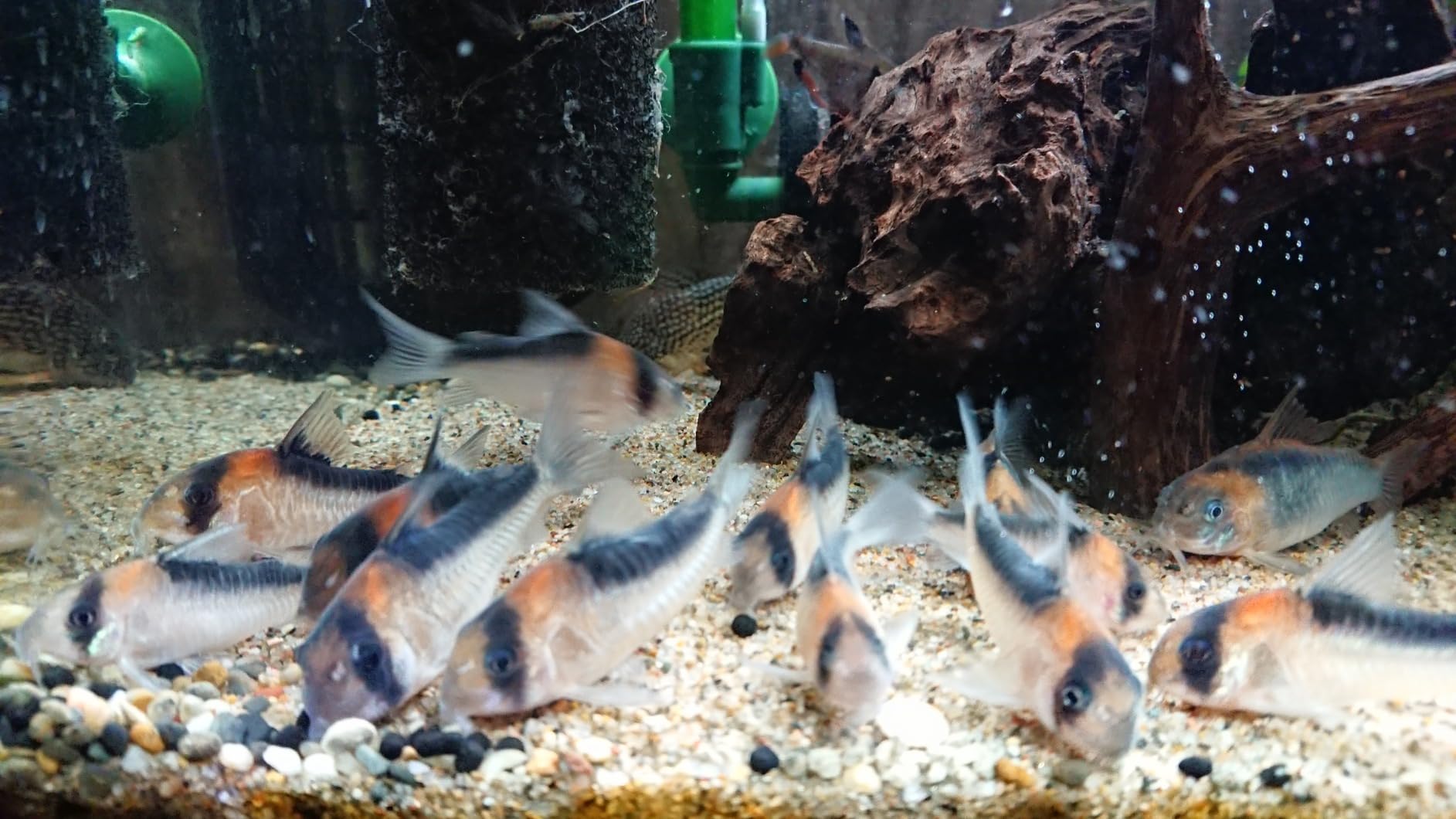 Amazon.co.jp: GEX ワイルドバイト ボトム 45g 昆虫原料35%配合 アメリカミズアブ幼虫 すばやく沈む 魚本来の食性 オメガ3・6脂肪酸 コリドラス ローチ 底魚 : ペット用品