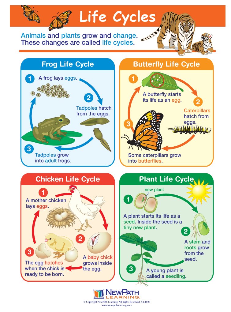 Amazon.com: Life Cycles Visual Learning Guides, Set/5-4-Panel, 11" x 17 ...