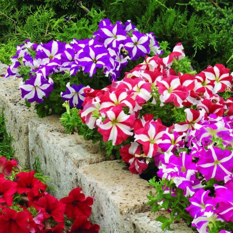 Flores De Petunia 8k Ultra