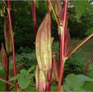 Amazon.com : Alabama Red Okra Seeds (20+ Seeds) | Non GMO | Vegetable ...