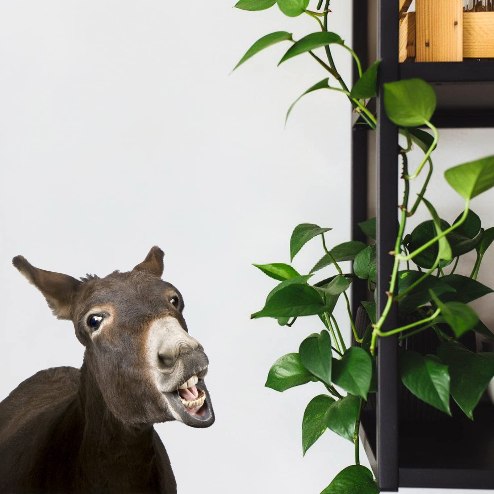 Amazon.com: Funny Donkey Wall Art Sticker Realistic Donkey Face Wall ...