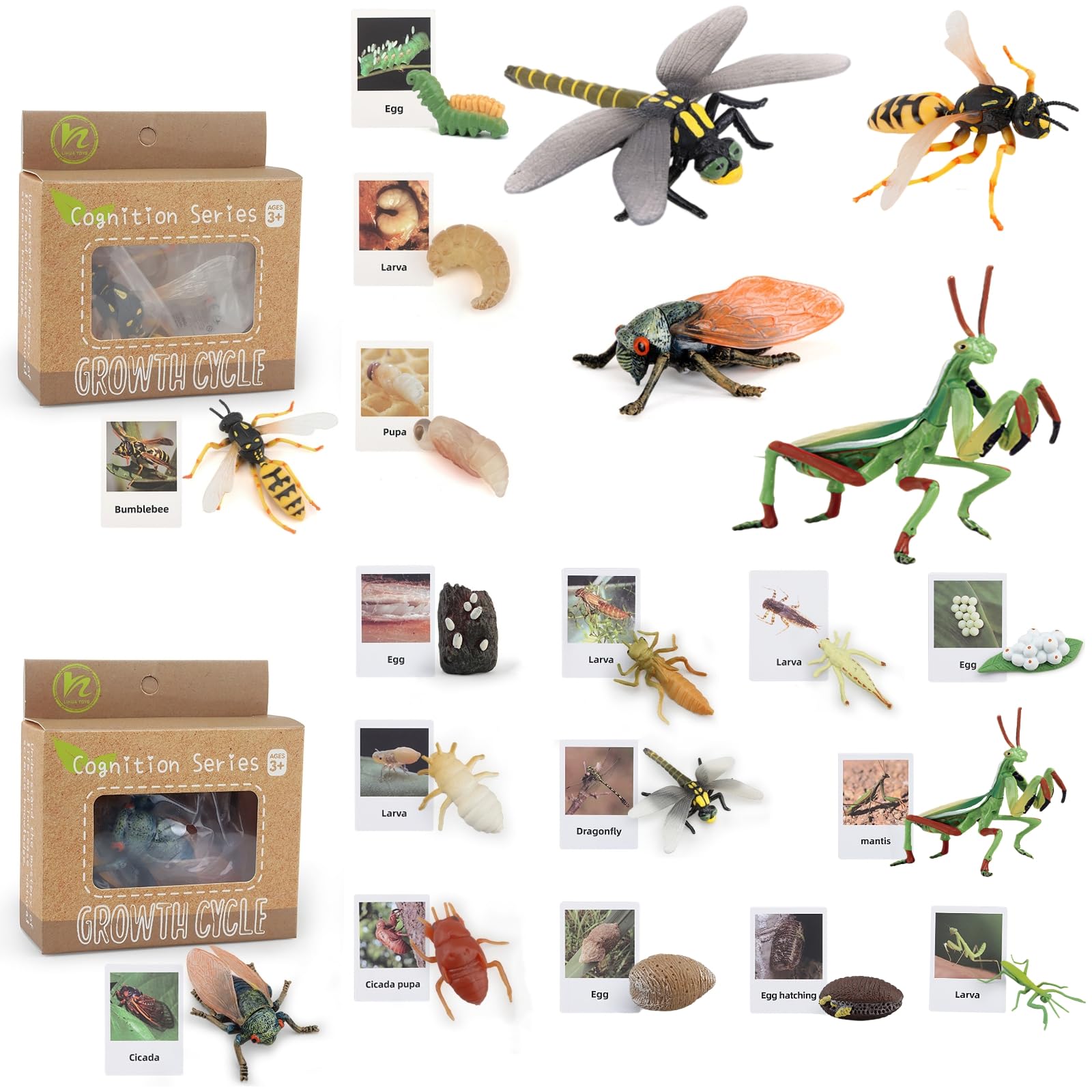 Snapklik.com : MIKNEKE Montessori Life Cycle Animal Insect Figurines ...